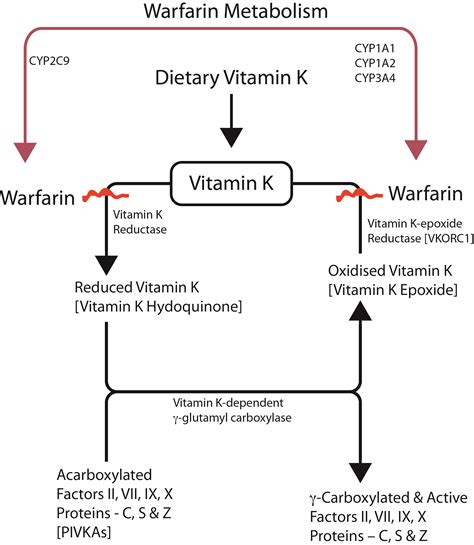 Vitamin K Is The Antidote For At Minnie Steadman Blog