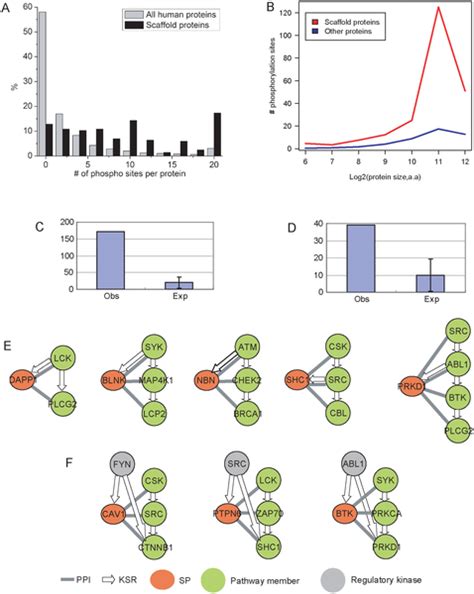 Scaffolding Proteins
