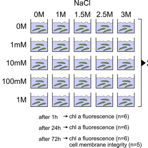 the design of the experiment number of replicates for particular