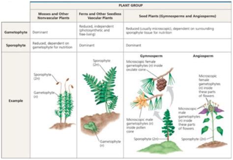 Module 5 2 Plant Diversity Ii 1041scg Biological Systems Flashcards Quizlet