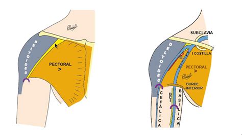 Surco Deltopectoral Youtube