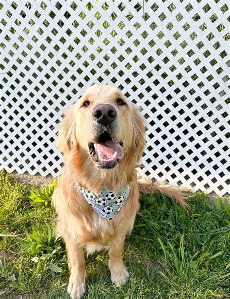 Soccer Bandana Dapple Dog Designs