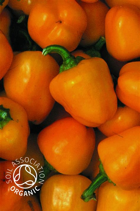 فلفل حلو ميني أصفر عضوي Sinanfarm