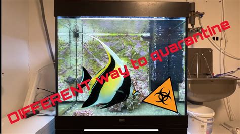 Reef Tank Quarantine Introducing New Fish Youtube