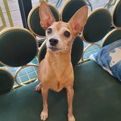 믹스견 오랑이 강아지 책임분양♥ 아이조아 유기방지입양 파양 강아지보호소 고양이보호소 무료분양센터