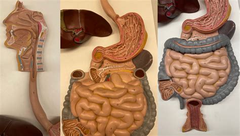 Gi Diagram Systemic Diagram Quizlet