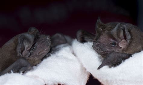 New Paper On Bats Using Echolocation To Identify Each Other Carter Lab