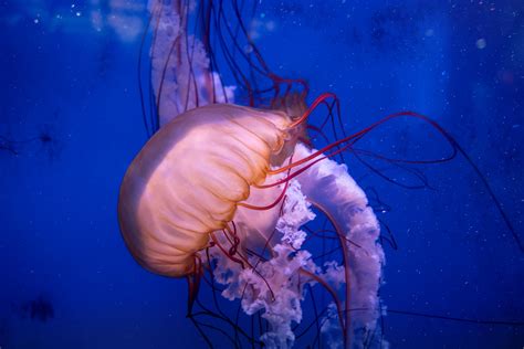 Kostenlose Foto Fisch Qualle Cnidaria Marine Wirbellose Tiere Meeresbiologie Unterwasser