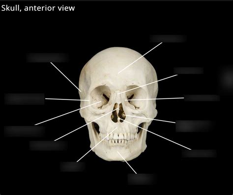 Skull Diagram Quizlet