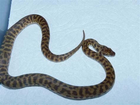 Eastern Stimson S Python Antaresia Stimsoni More Python By Gsl Reptiles