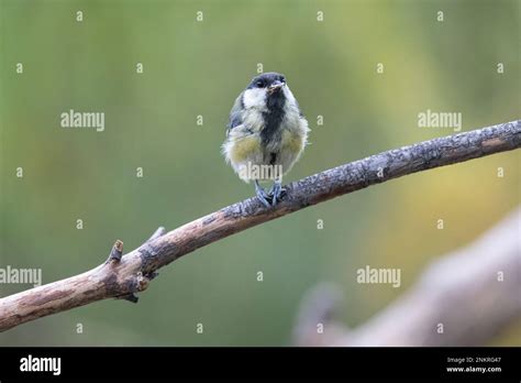 Tolle Titten Parus Major Gro E Titten In Der Nat Rlichen Umgebung Auf Einem Ast