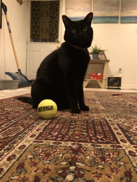 Evie The Bug Assassin R Cats