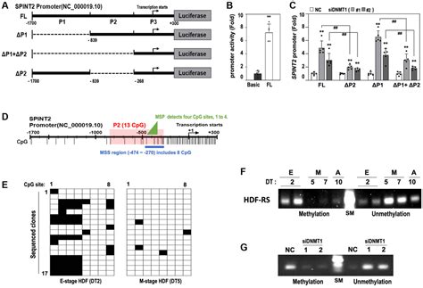 Dnmt1 Mediated Spint2 Expression Drives Early Senescence By Suppressing