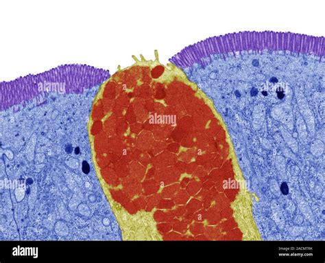 Goblet Cell Coloured Transmission Electron Micrograph TEM Of A Section Through A Goblet Cell