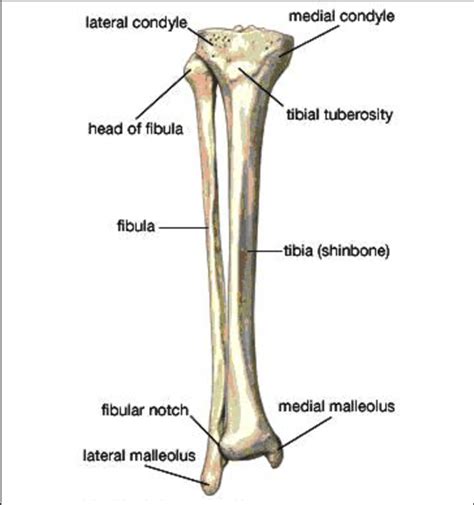 [diagram] Tibia Fibula Bone Diagram Mydiagram Online