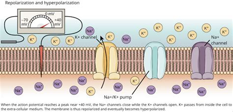 Action Potential Speechneurolab