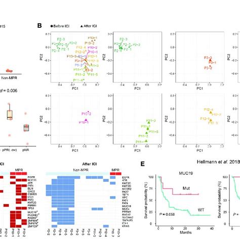 Mutational Features Of Smplc Before And After Ici Immunotherapy A