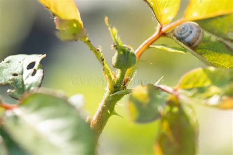 Aphid On A Rose Stock Image Image Of Agriculture Closeup 251279297