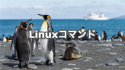 【linuxコマンド入門】pwdコマンドの使い方！オプションは？ コードライク