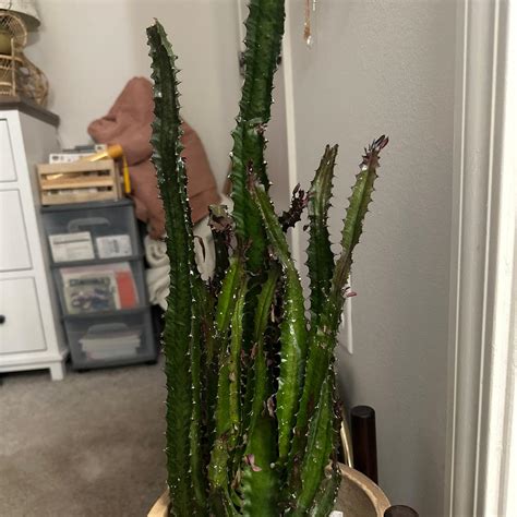 Why Are There Brown Spots On My Gopher Plant
