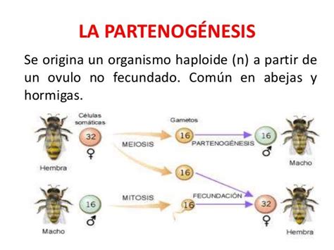 Reproducción En Animales
