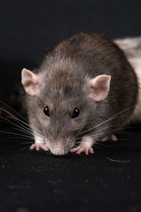 Rat Hepatitis E Case Investigated In Hong Kong