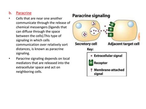 Intercellular Signalling Pathways Pptx