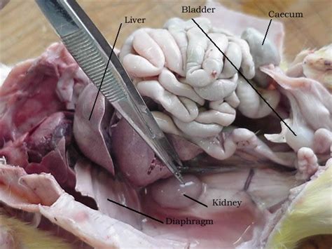 Biology Rat Dissection