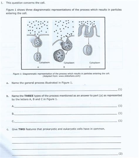 Solved 1 This Question Concerns The Cell Figure 1 Shows