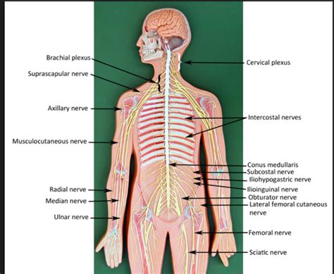 Branches Of The Branchial Plexus Diagram Quizlet