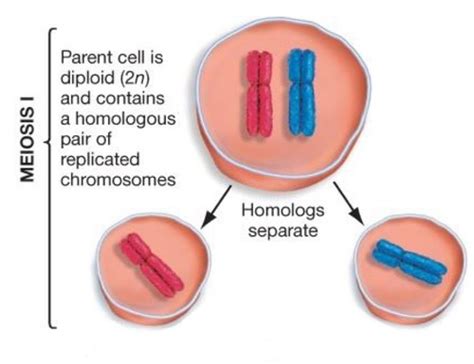 Chapter 13 Meiosis Flashcards Quizlet