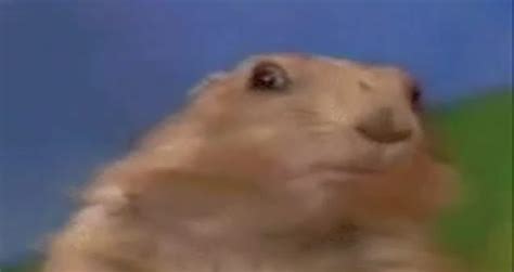 Dramatic Chipmunk Videos Metatube