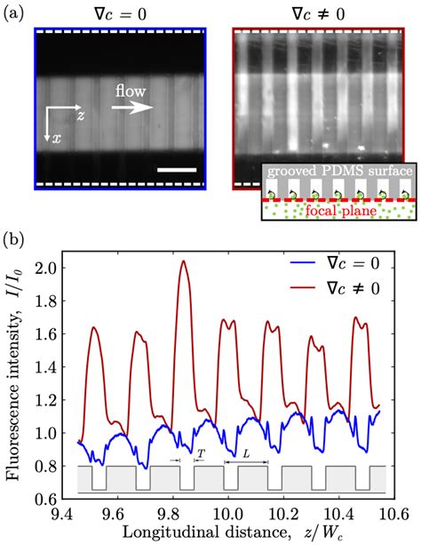 Diffusiophoresis Driven Accumulation Of Colloidal Particles In A Pdms