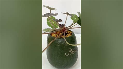 뉴질랜드 쥐손이 야생화 기분좋아지는 귀여운 식물 힐링 타임 Youtube