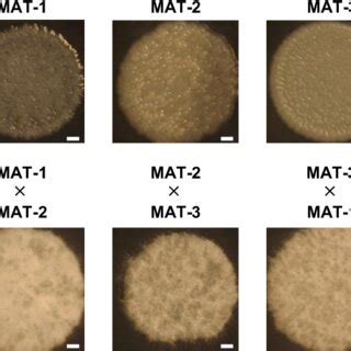 Morphology Of Colonies Formed In The In Vitro Mating Experiment Using Download Scientific