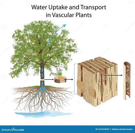 Vascular Plants Diagram