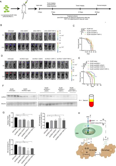 Lrig2 Promotes Glioblastoma Progression By Modulating Innate Antitumor Immunity Through