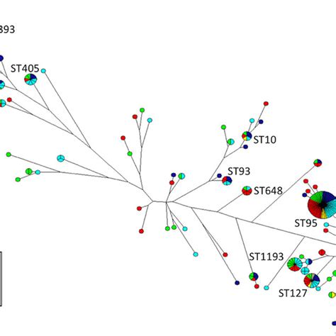 Maximum Parsimony Tree With The Corresponding Sequence Types Labeled