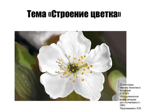 Презентация по биологии на тему Строение цветка 7 класс Скачать школьные презентации