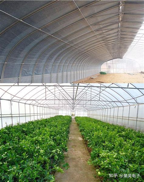 北方冷棚适合种植什么？ 知乎