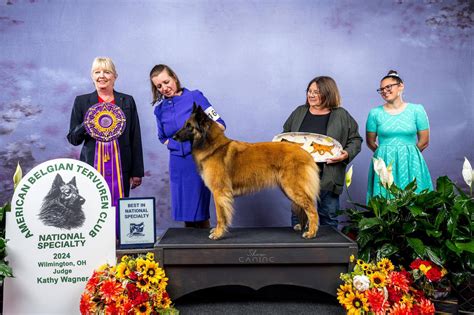 Snowflower Belgian Tervuren Claire Swan With Nick Ch Bon Di True