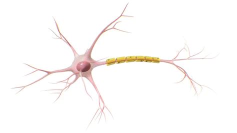 Structure Of Neuron Diagram 3d