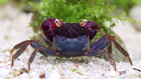 Vampire Crab Species List Geosesarma Species — Indoor Ecosystem