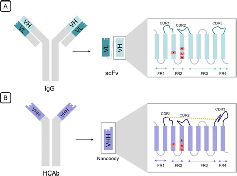 The Differences Of Scfv And Nanobody In Structure A Conventional Igg