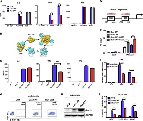 Enforced Expression Of Runx Improved CAR T Cell Potency In Solid Tumor Via Enhancing Resistance