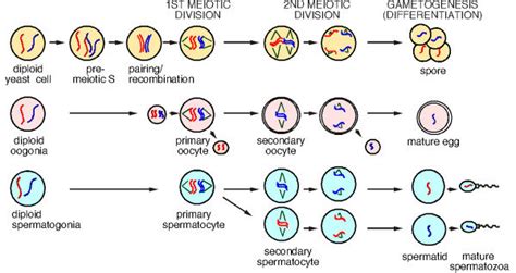 Meiotic Divisions Are Conserved Between Yeast And Higher Eukaryotes Download Scientific Diagram