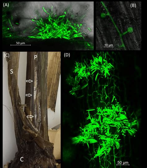 A Macroconidia Arising From Sporodochia On The Mid Rib Of The Oldest Download Scientific