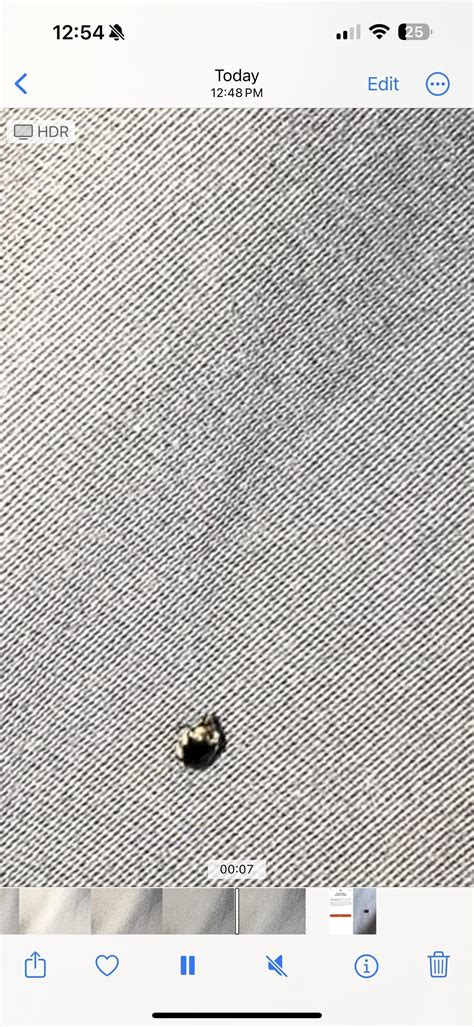 What Is This Is This A Bed Bug Same Bug In Different Lighting Flash