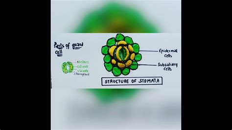 How To Make Clay Model Of Stomata And Its Types Part 1 Youtube