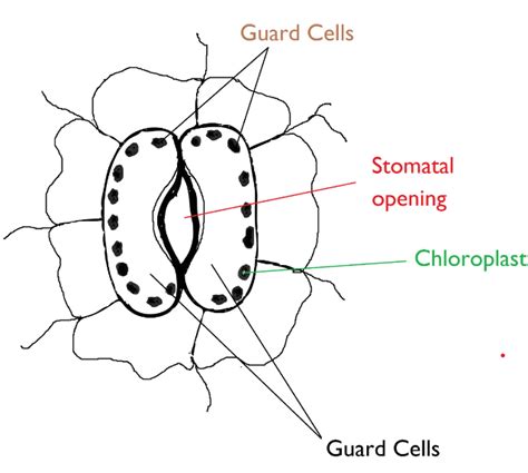 Stomata Diagram Definition Functions Structure And Its Types